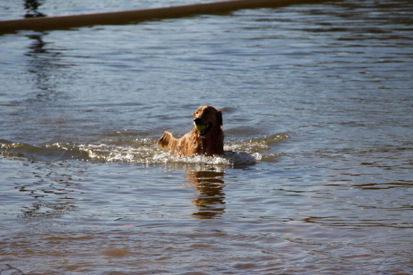 Get Out & Play: National Dog Park Day - Knox TN Today