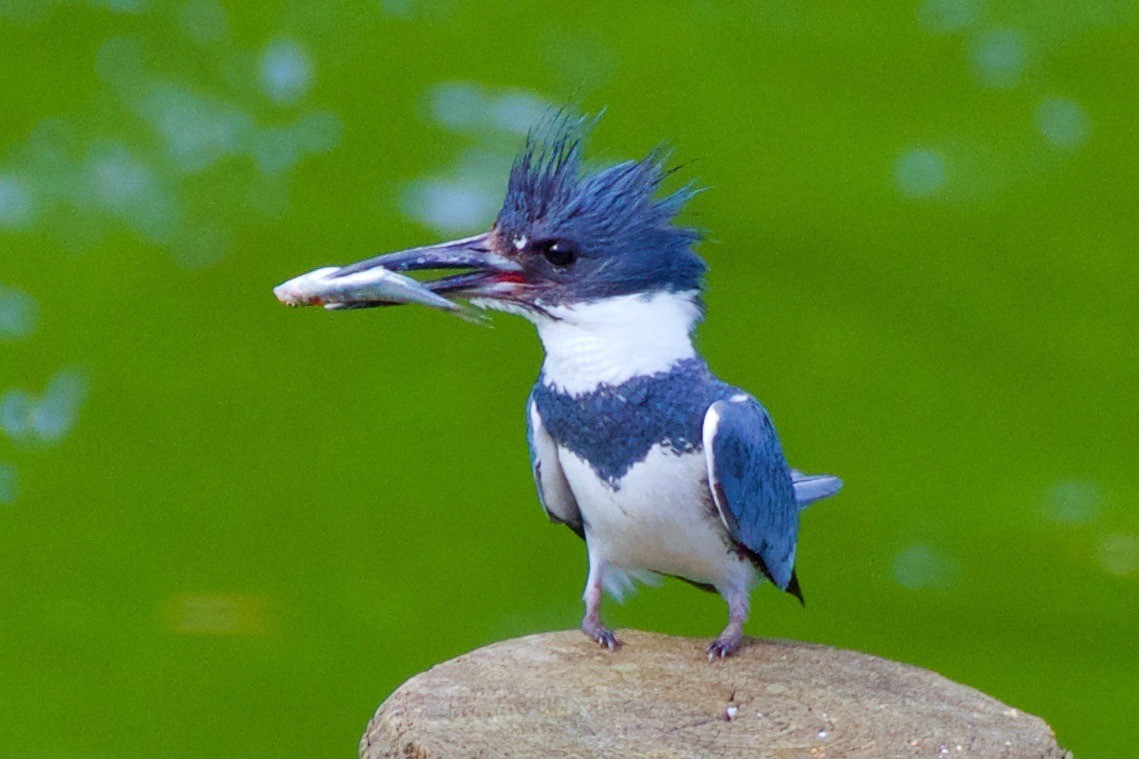 Stephanie and Richard Briggs document the life of the cove - Knox TN Today