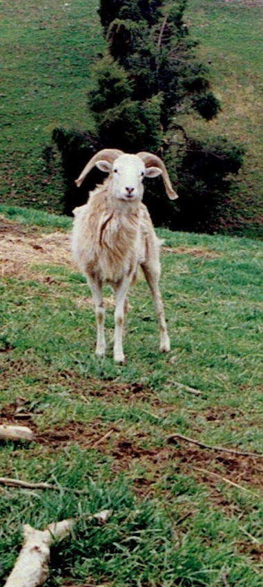 The sheep-goat revisited - Knox TN Today