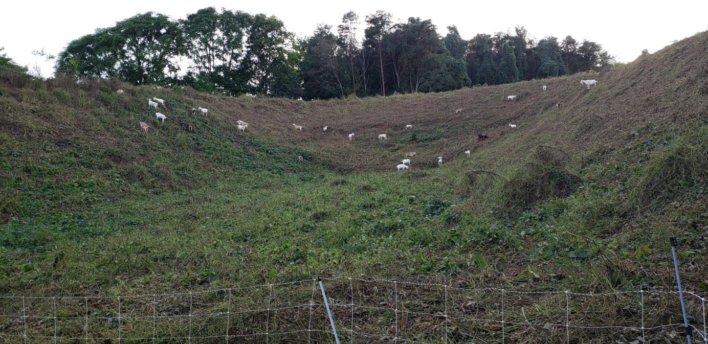 Feast for the goats - Knox TN Today