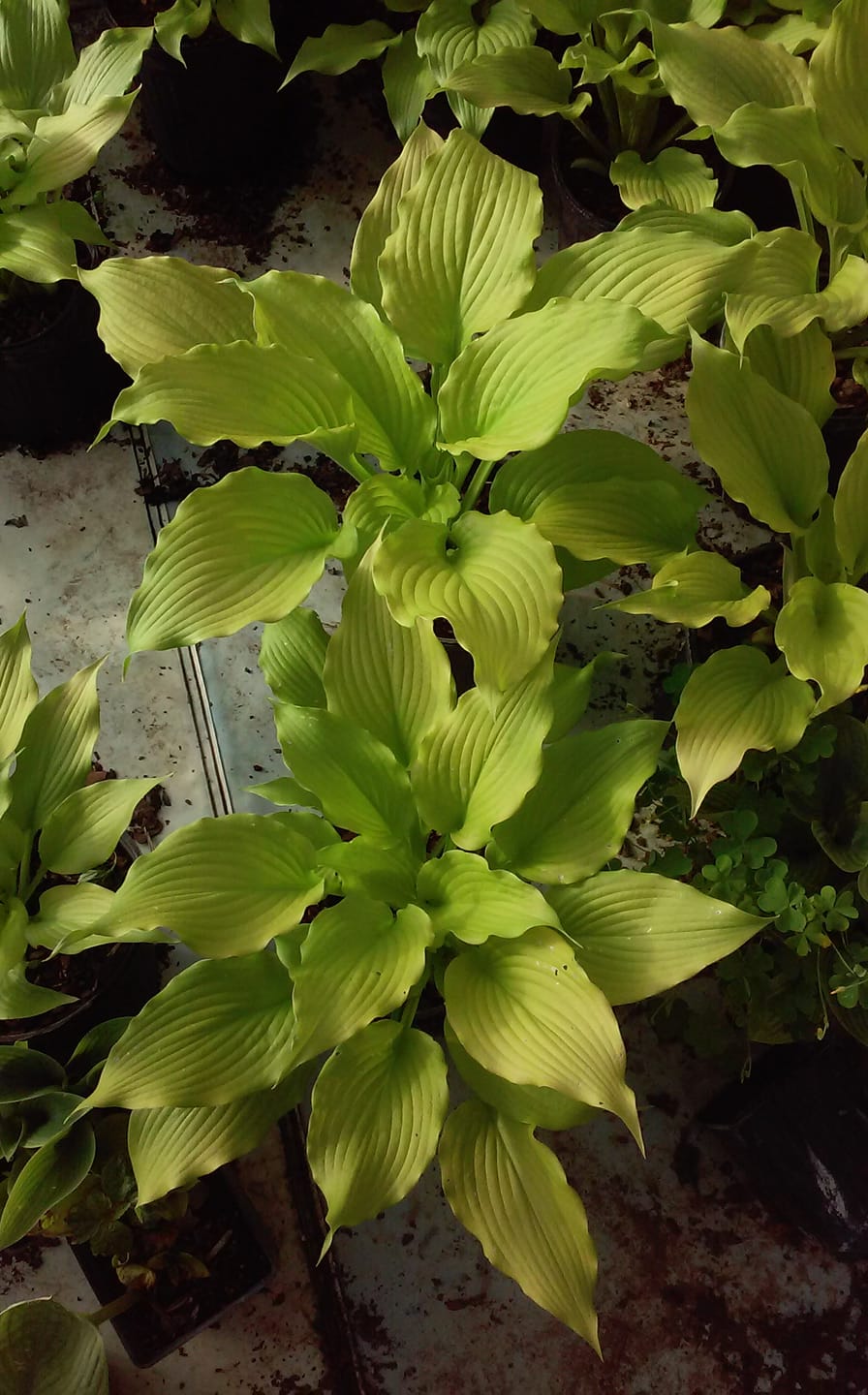 Hosta Dancing Queen - Knox TN Today