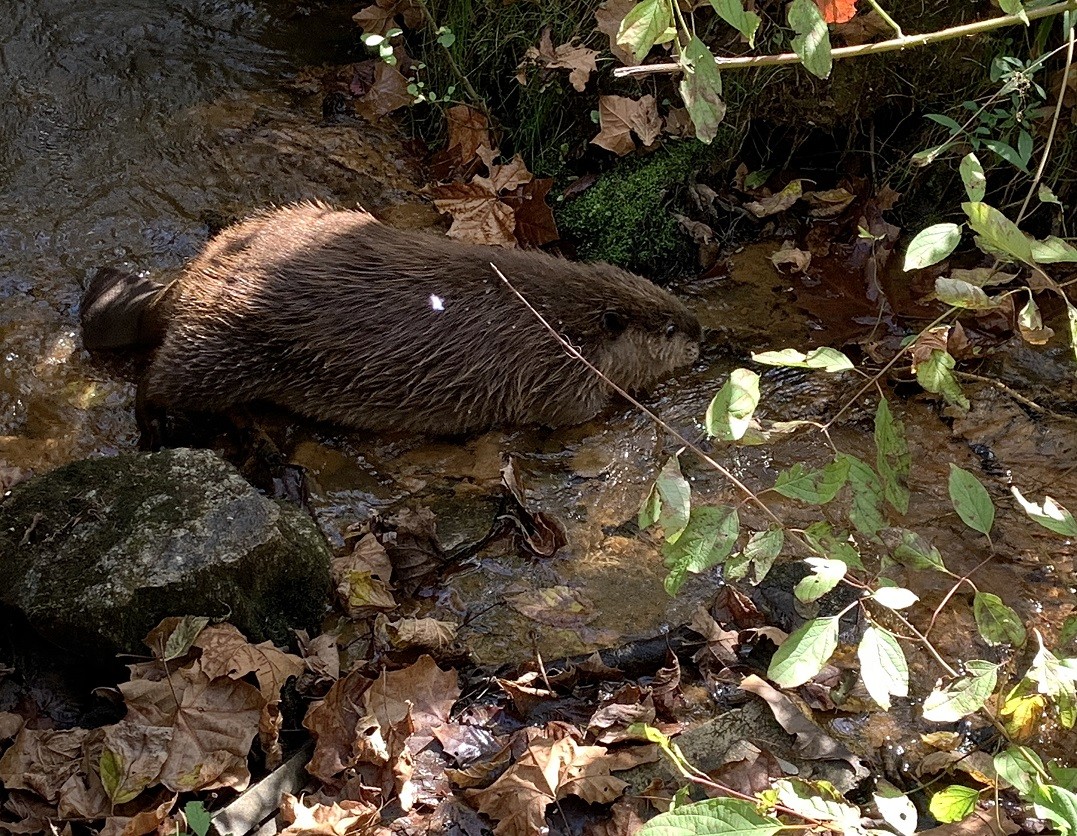 Justine Beaver: Out you go, ready or not - Knox TN Today