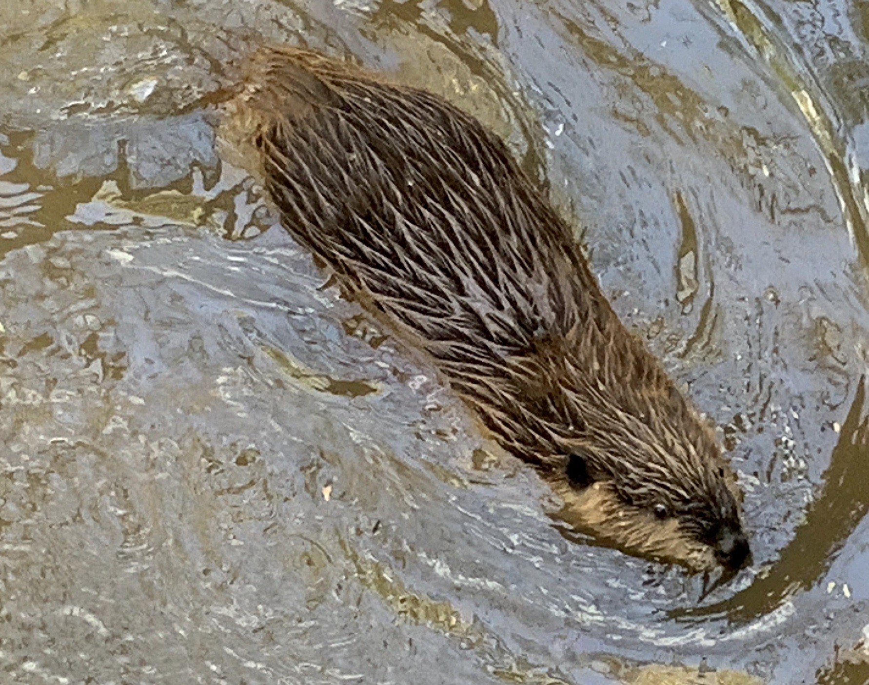 Justine Beaver: Out you go, ready or not - Knox TN Today