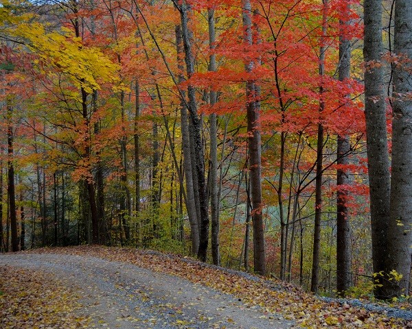 Fall Road - Knox TN Today