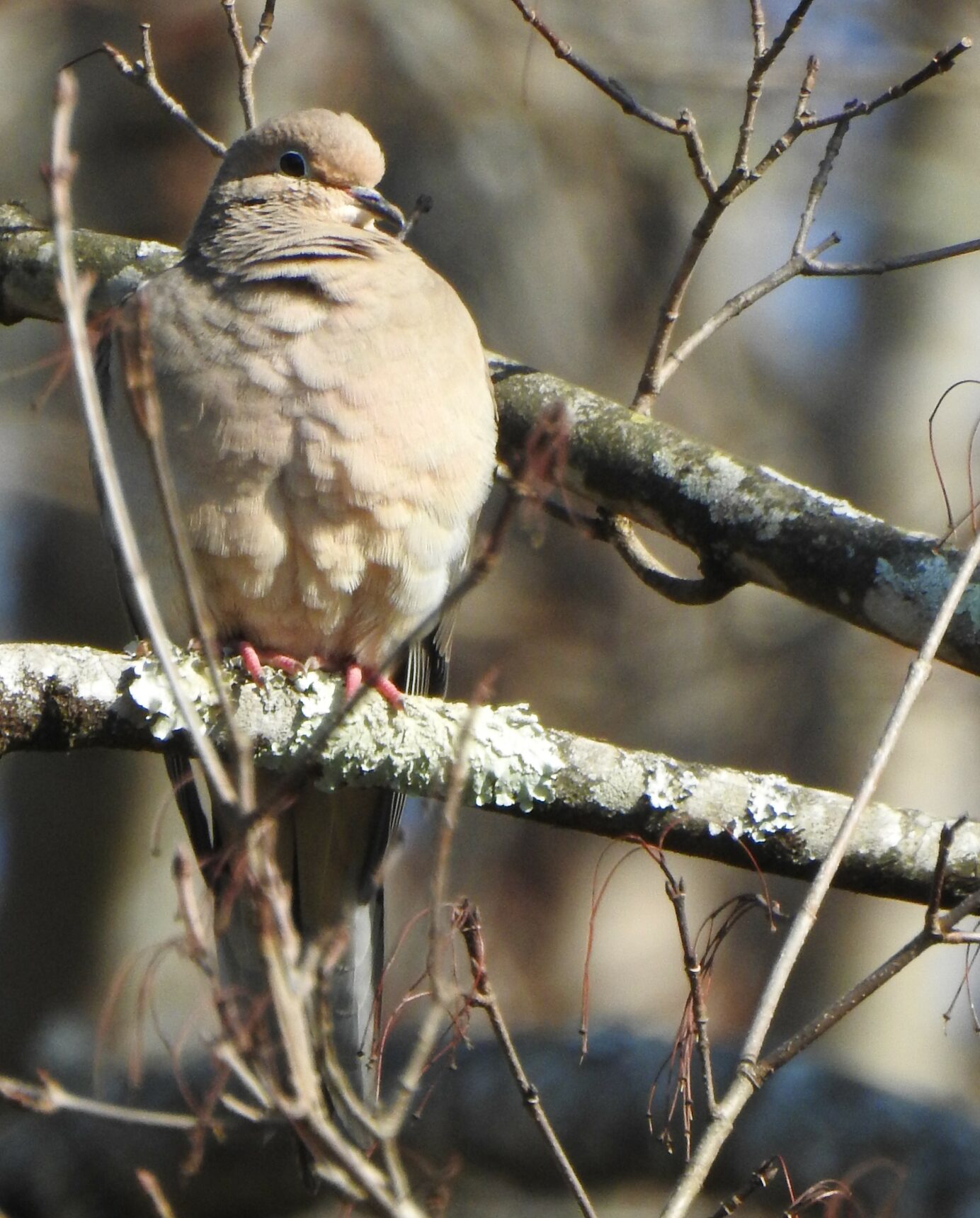 The Great Backyard Bird Count - Knox TN Today