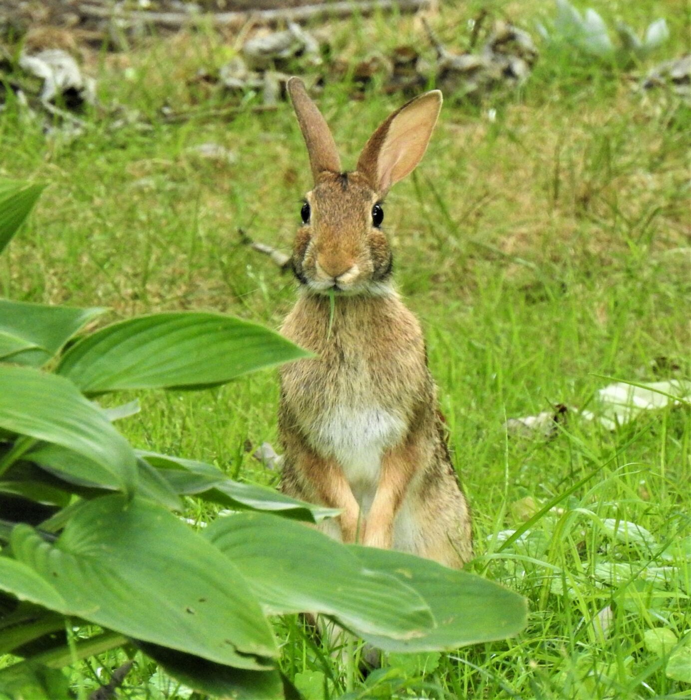 Rabbit - Knox TN Today
