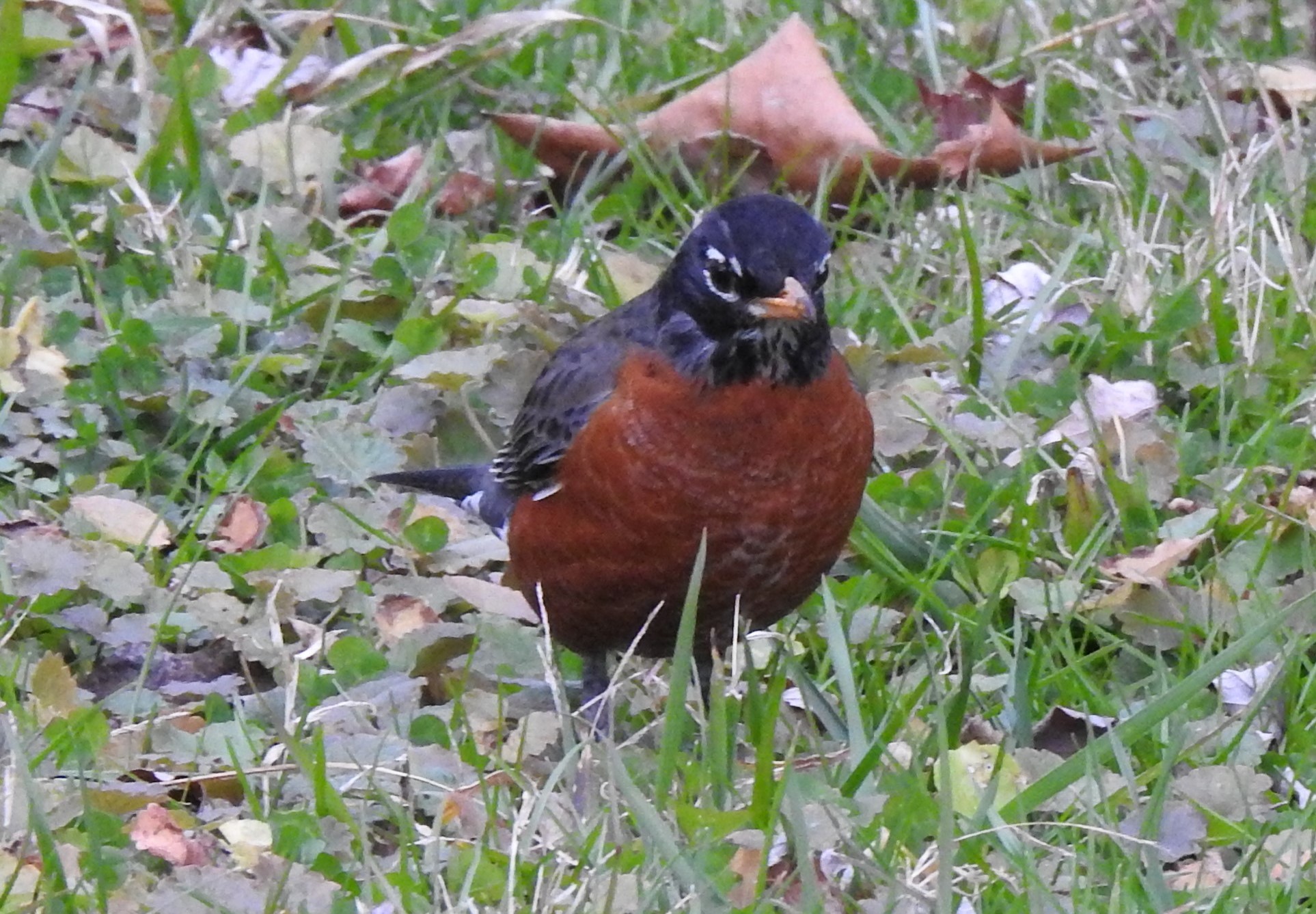 Robin - Knox TN Today
