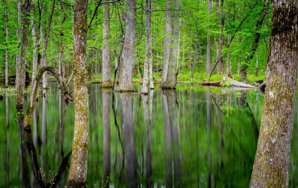 Secret oasis in the Smokies - Knox TN Today