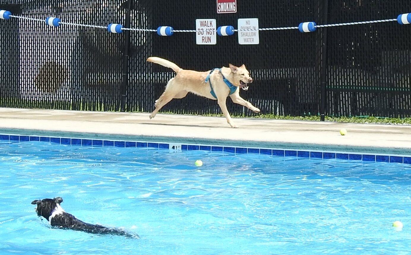 A dog day afternoon at Inskip Pool - Knox TN Today