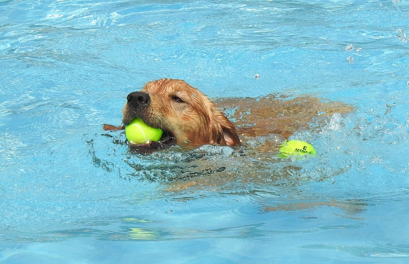 A dog day afternoon at Inskip Pool - Knox TN Today