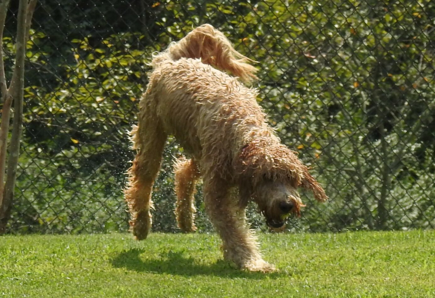 A dog day afternoon at Inskip Pool - Knox TN Today