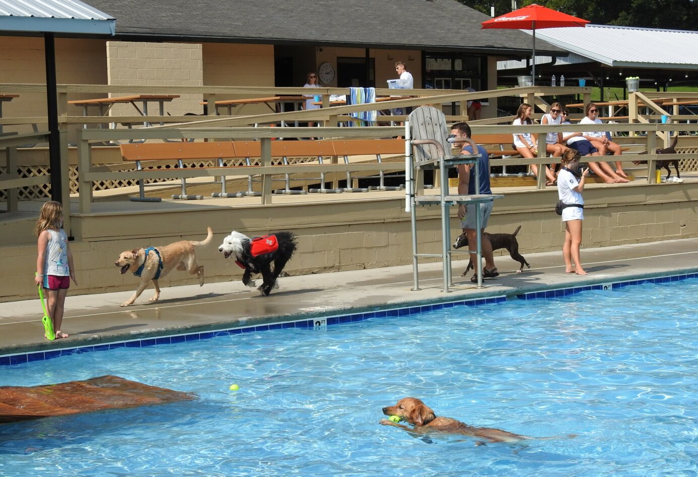 A dog day afternoon at Inskip Pool - Knox TN Today
