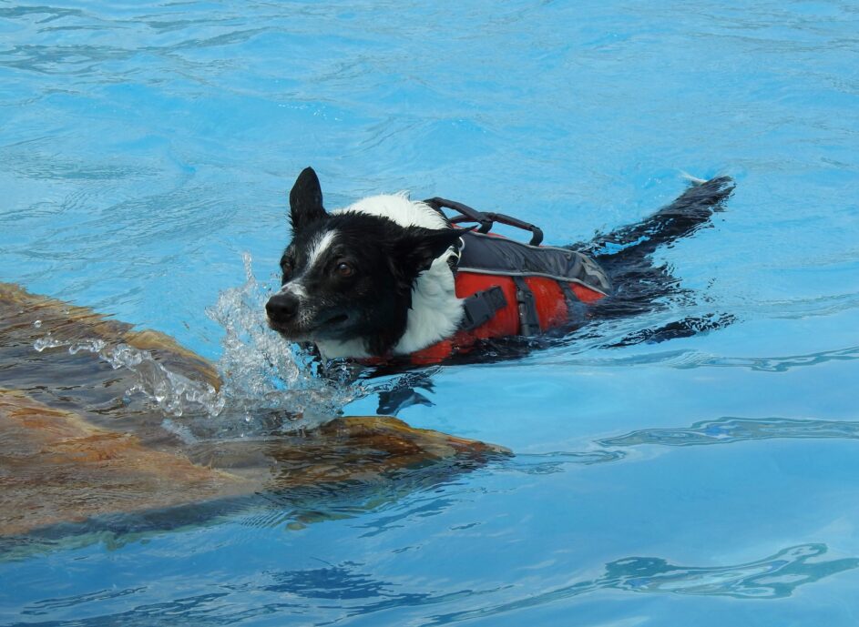 A dog day afternoon at Inskip Pool - Knox TN Today