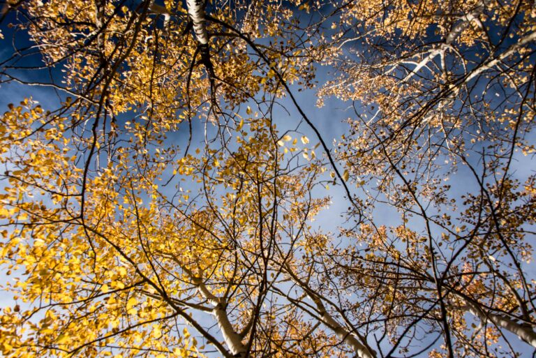 Aspen Sky - Knox TN Today