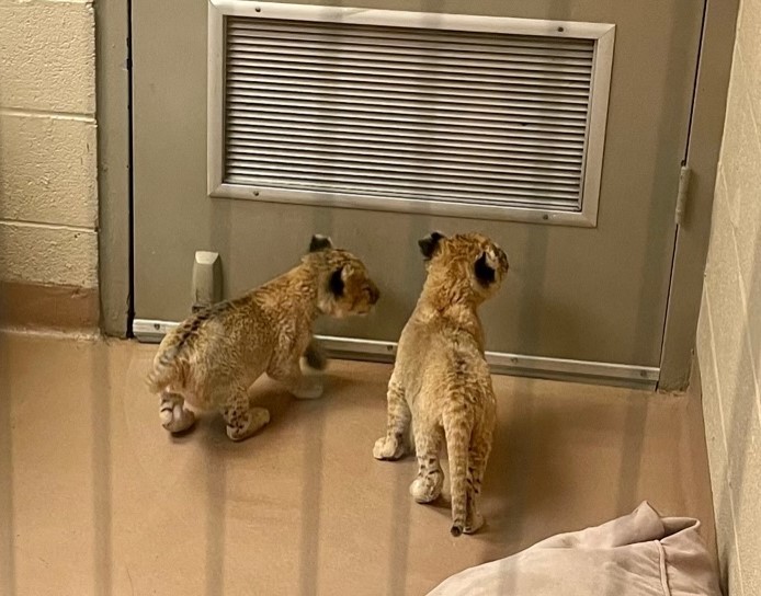 The cubs are all right - Knox TN Today