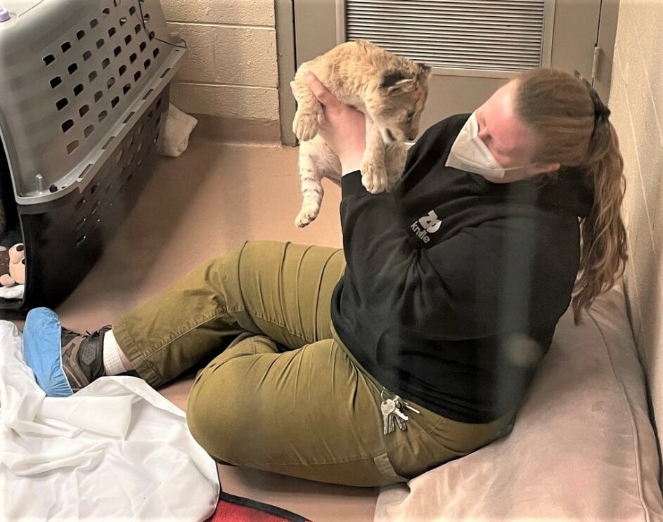 The cubs are all right - Knox TN Today