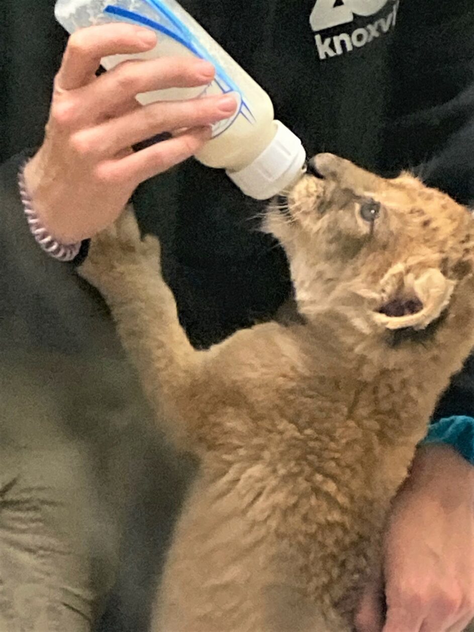 The cubs are all right - Knox TN Today