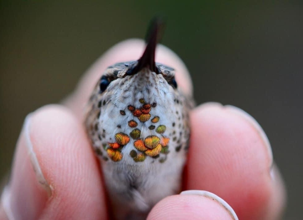 Mark Armstrong: Tracking tiny wonders of the bird world - Knox TN Today