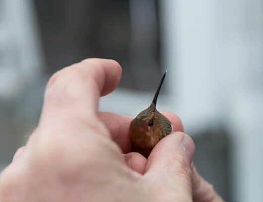 Mark Armstrong: Tracking tiny wonders of the bird world - Knox TN Today