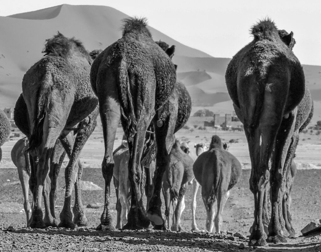 Watch it wiggle, see it jiggle ... - Knox TN Today