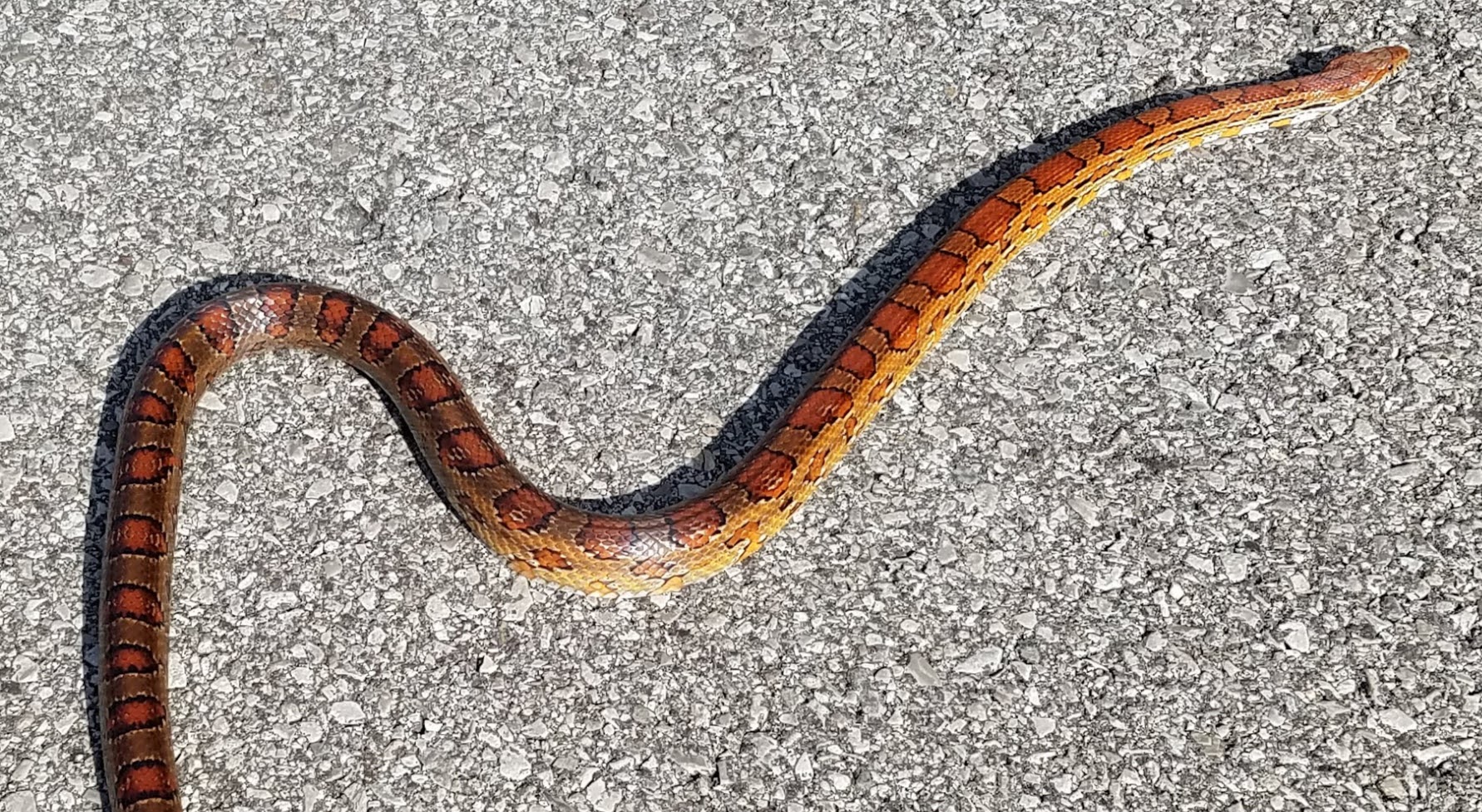 Snakes of Tennessee - Knox TN Today