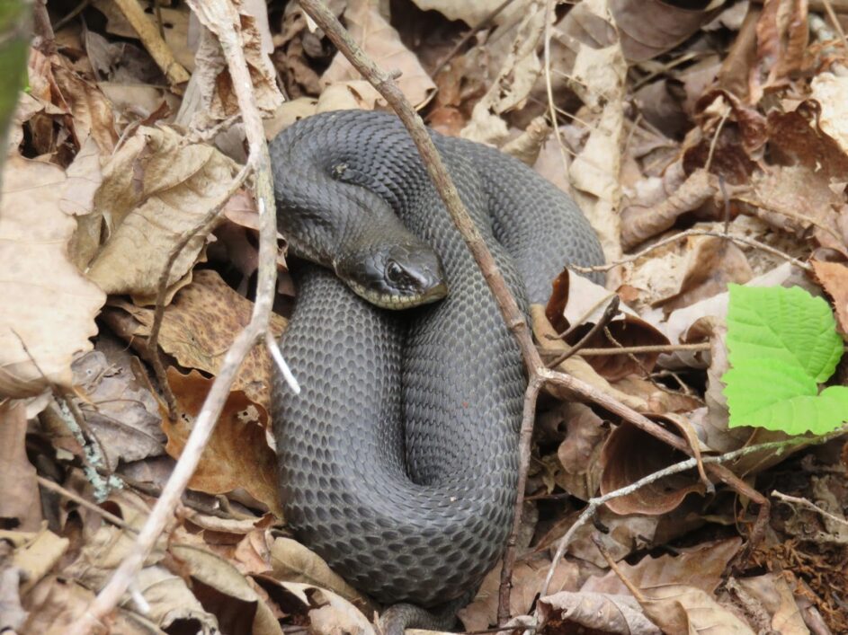 Snakes of Tennessee - Knox TN Today