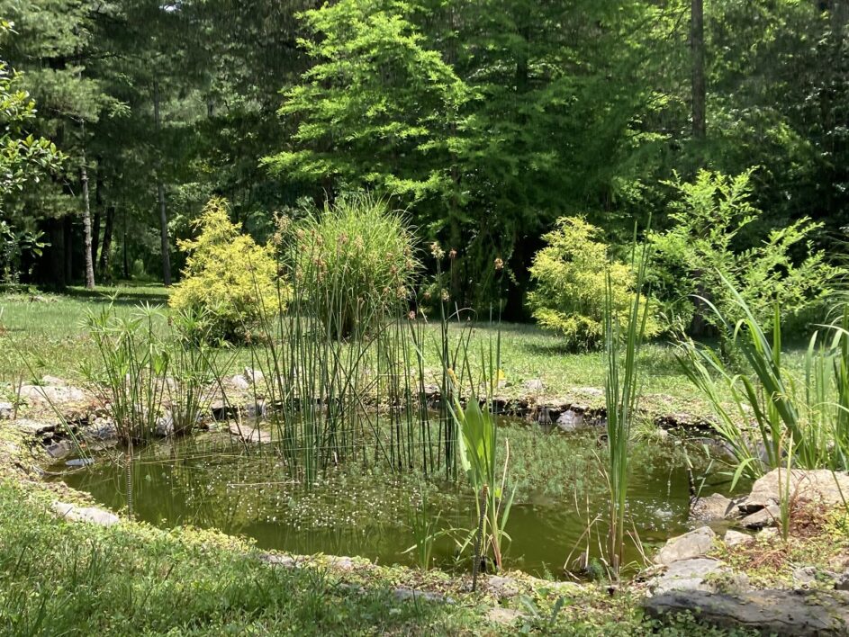 The great fish experiment - Knox TN Today