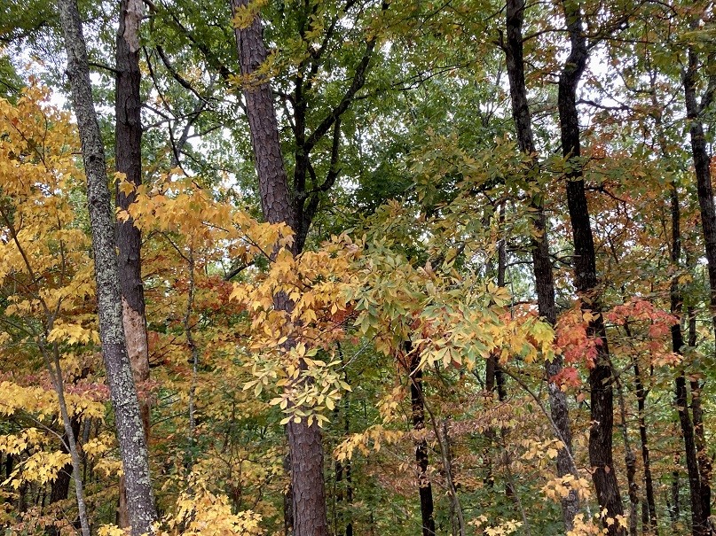Remembering hidden corners - Knox TN Today