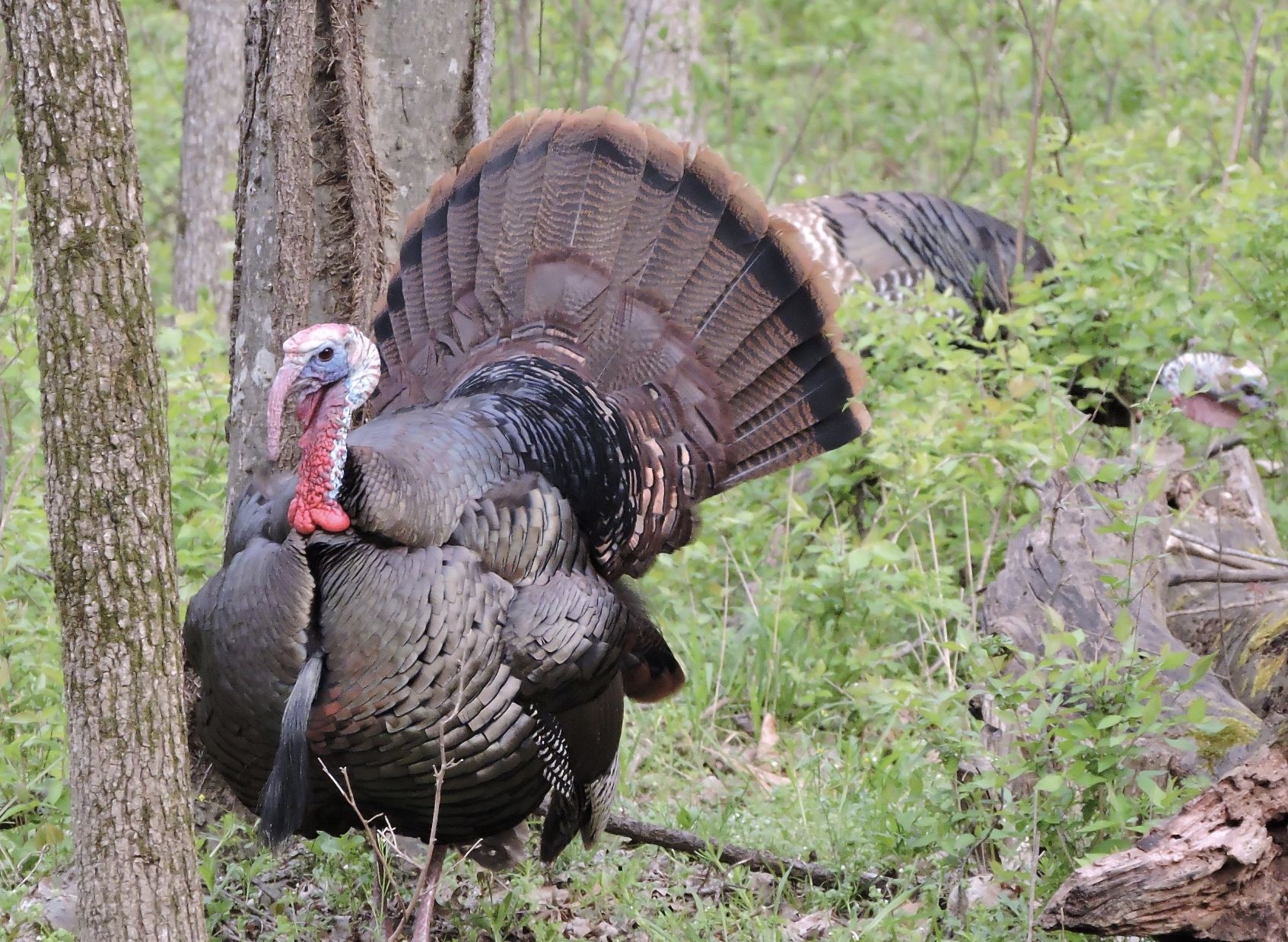 Wild turkey - Knox TN Today
