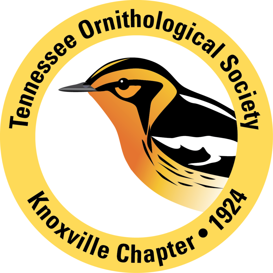 Knox Birds logo - Knox TN Today