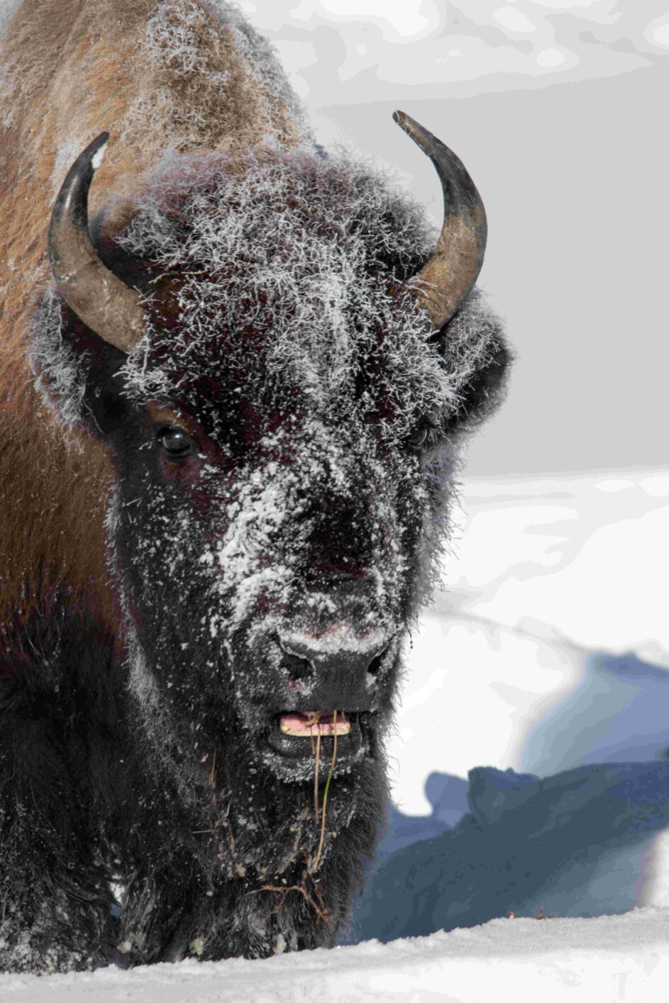 Frosty Bison - Knox TN Today