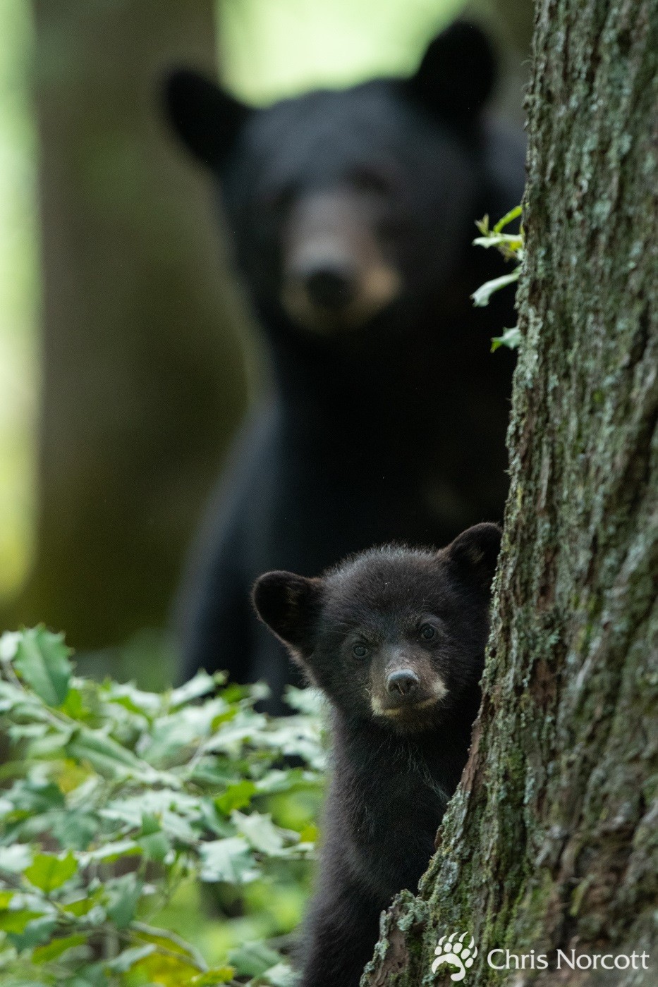Bears, bears, bears - Knox TN Today