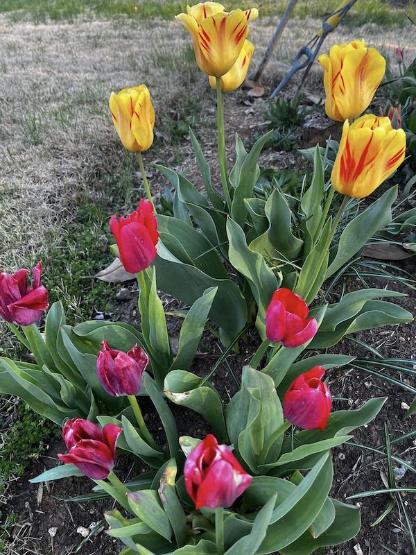 Janie Knight: The non-committed gardener - Knox TN Today