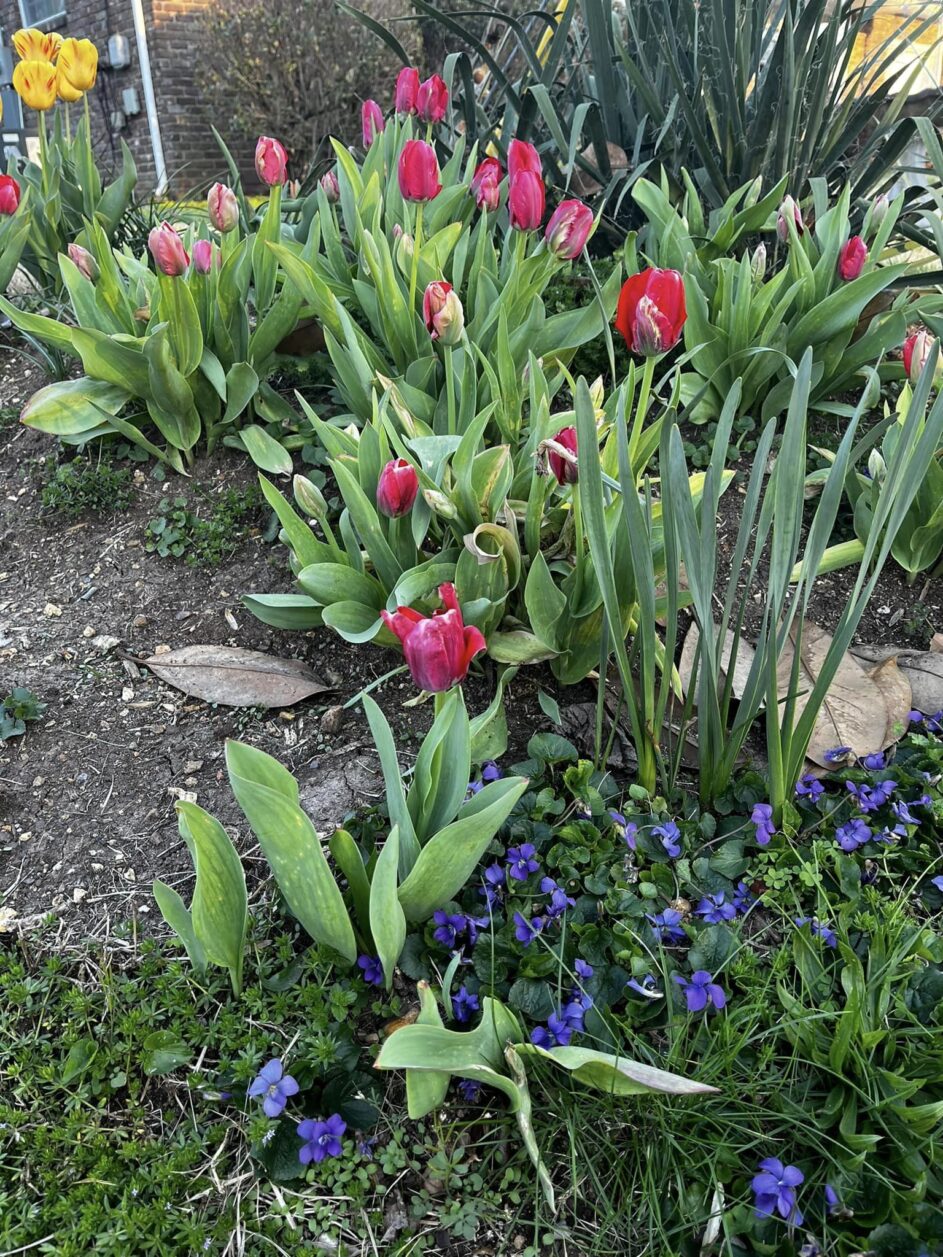 Janie Knight: The non-committed gardener - Knox TN Today