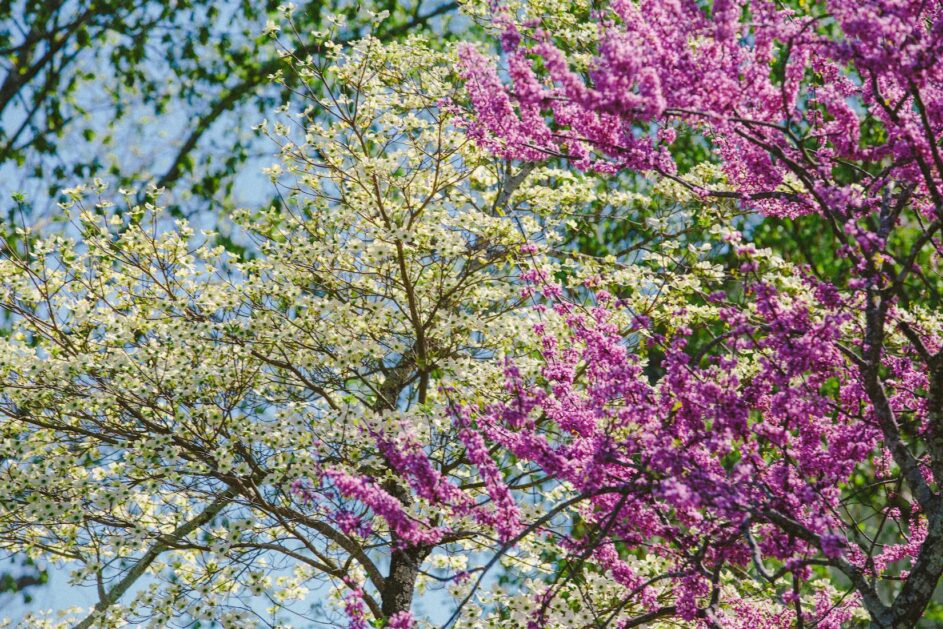 AMBC Fall Festival + Bazillion Blooms + TPO road plan + SoKno Pub Crawl ...