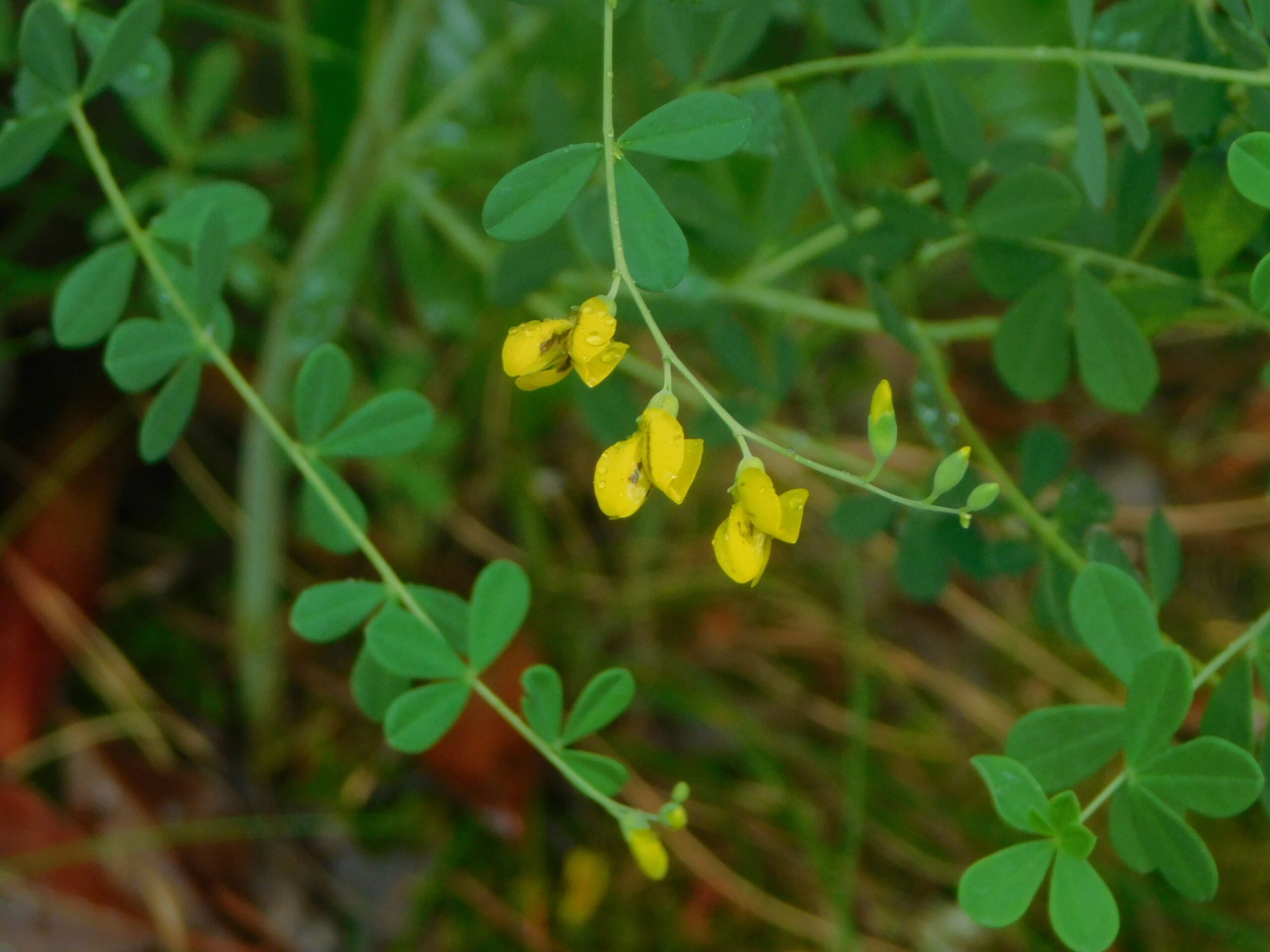 Yellow Wild Indigo just starting to bloom - Knox TN Today
