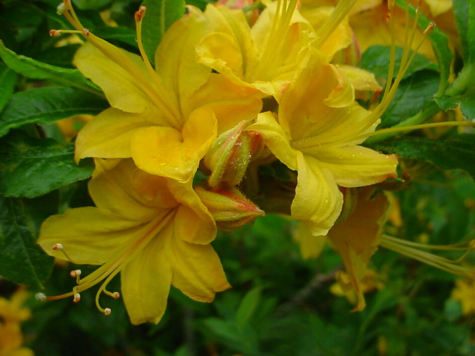 Hiking to Gregory Bald - Knox TN Today