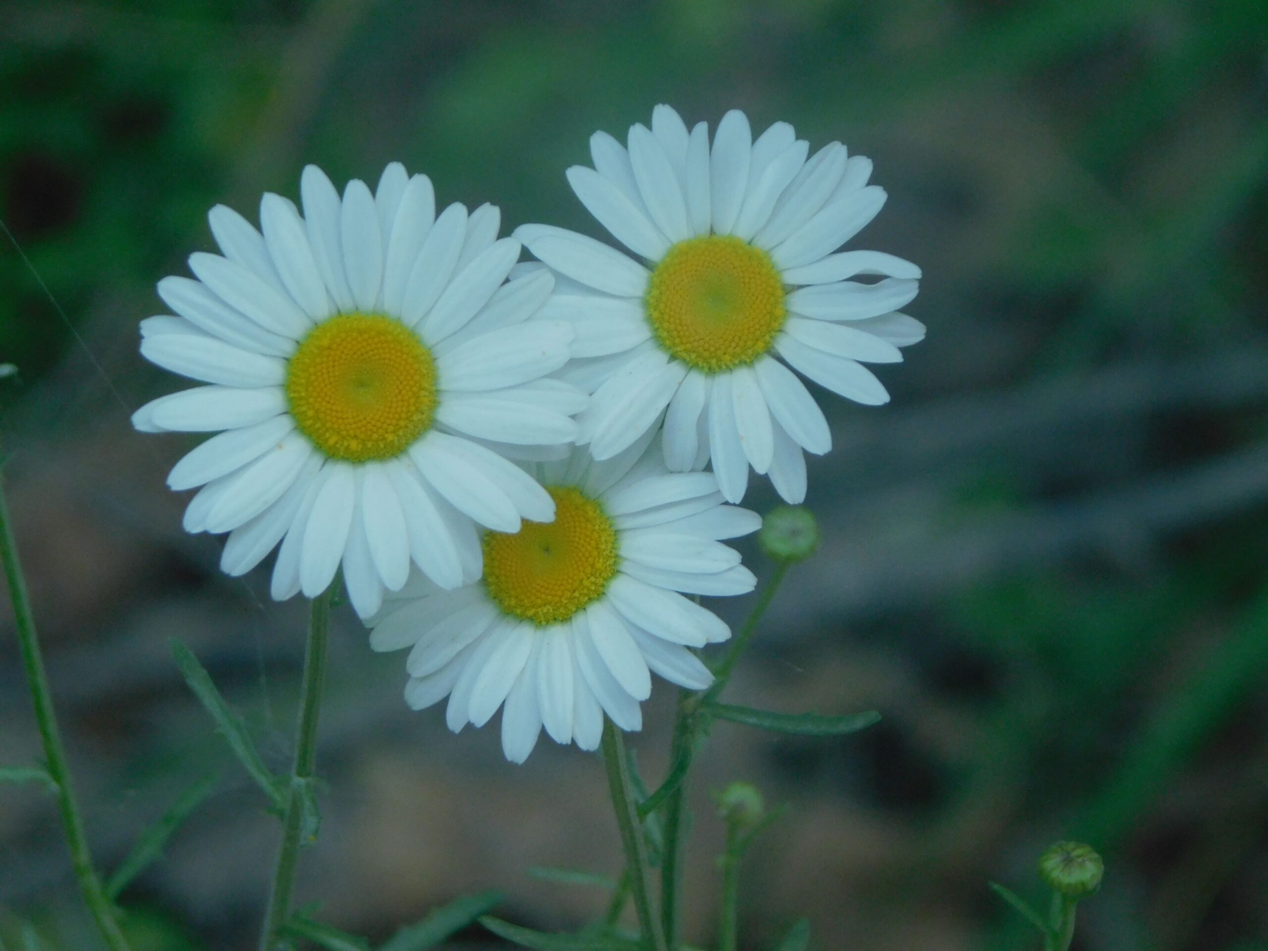 Flame Azalea at peak bloom - Knox TN Today