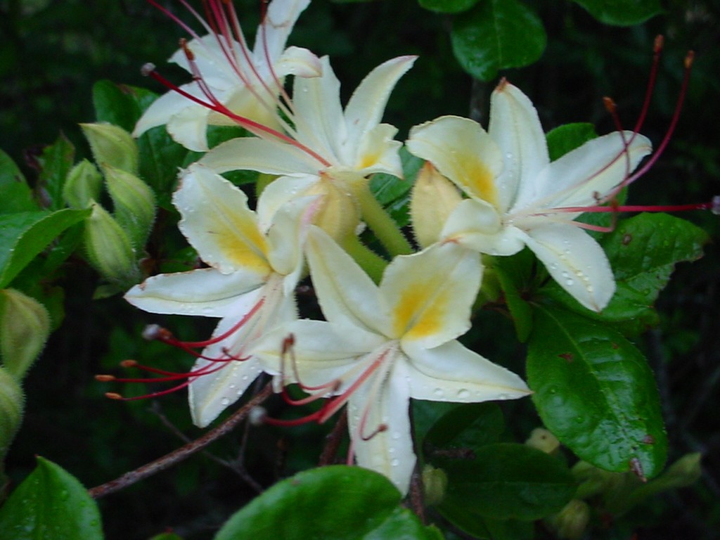 Hiking to Gregory Bald - Knox TN Today
