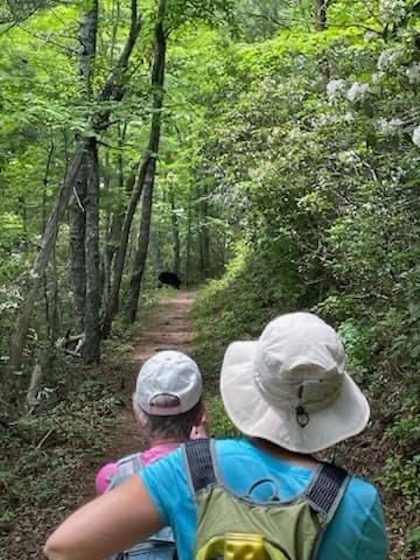 Turtle Hikers have covered thousands of miles - Knox TN Today