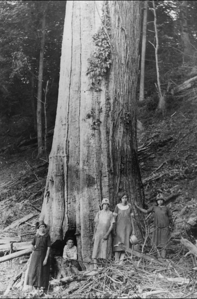 Knox the Fox finds amazing story of the chestnut tree - Knox TN Today