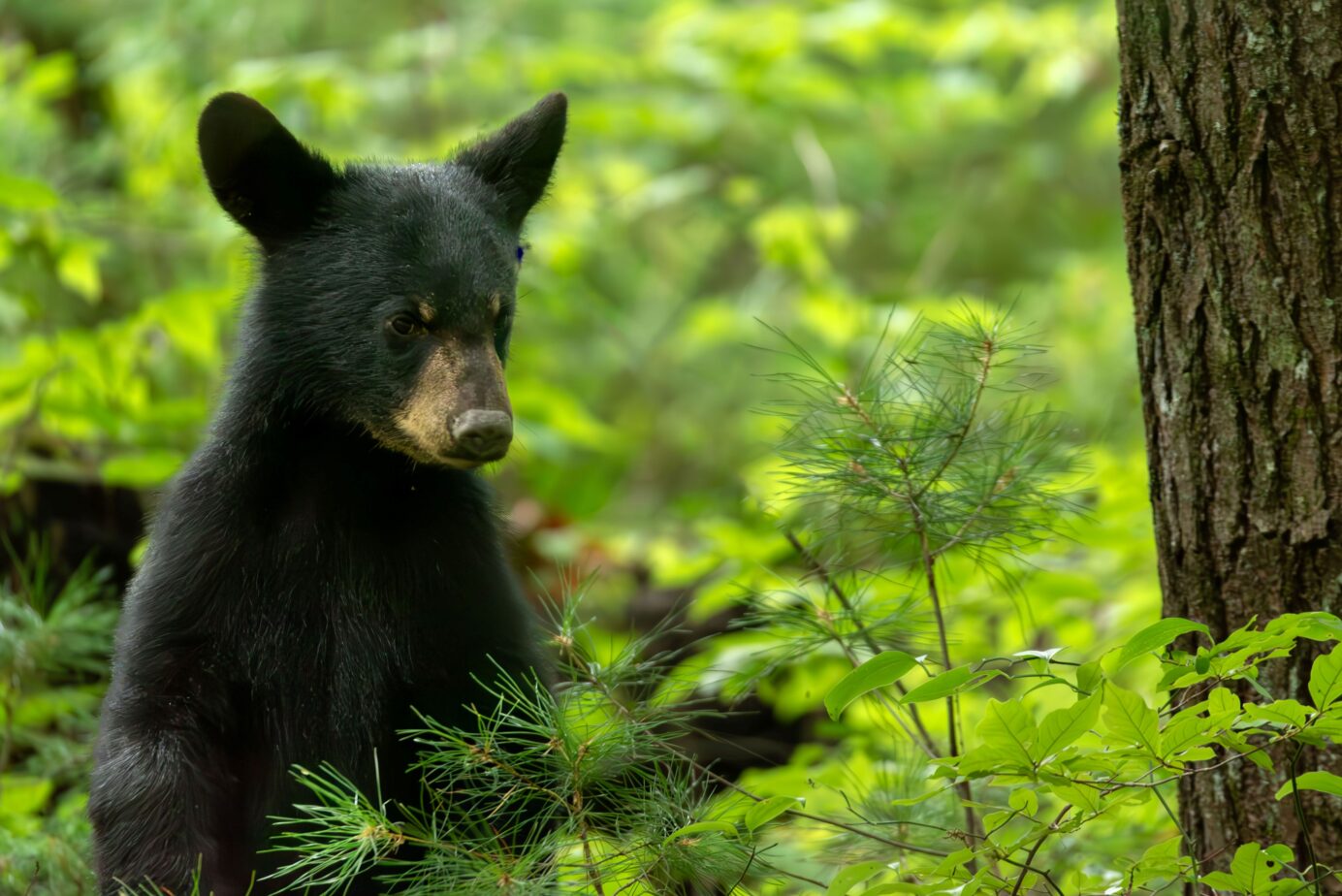 Bucks, bears and a ‘shroom - Knox TN Today