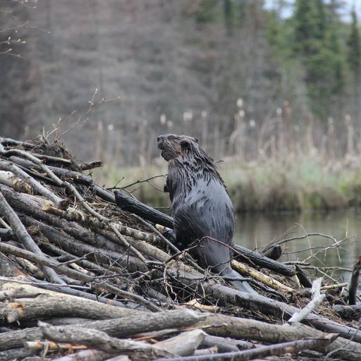 Eager: Why beavers matter - Knox TN Today