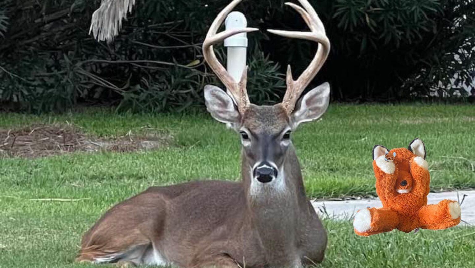 Knox the Fox joins friends at Fripp Island - Knox TN Today