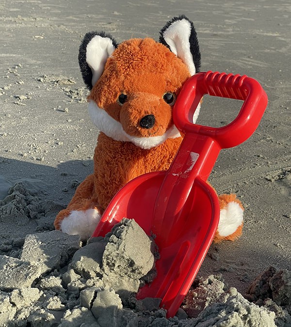 Knox the Fox is home from Fripp Island - Knox TN Today