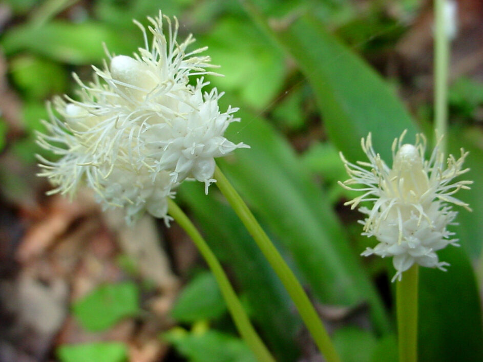 Fraser Sedge in full bloom on West Prong Trail - Knox TN Today