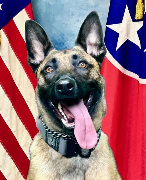 KCSO’s Top K-9 Team: Deputies Hitz & Neyland - Knox TN Today