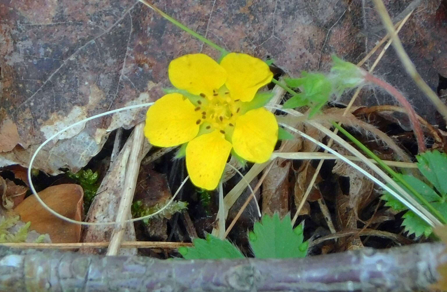 Cinquefoil unfolds ‘carpet of yellow’ - Knox TN Today