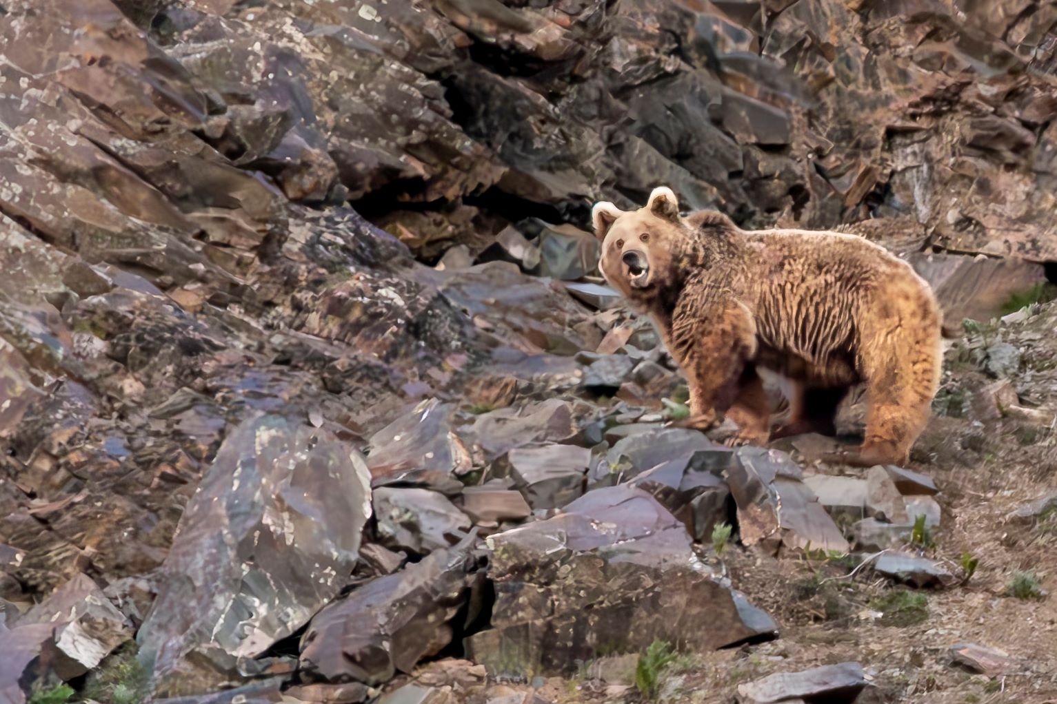 Brown Bear, Brown Bear - Knox TN Today