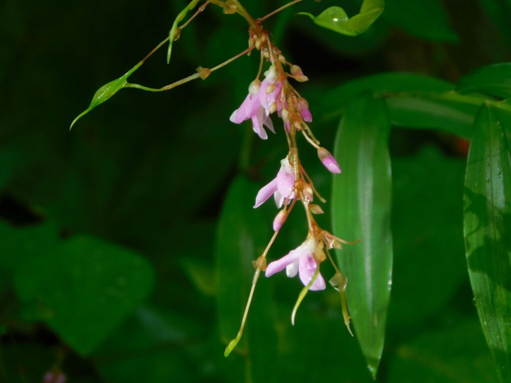 Black Cohosh a week away from full bloom - Knox TN Today